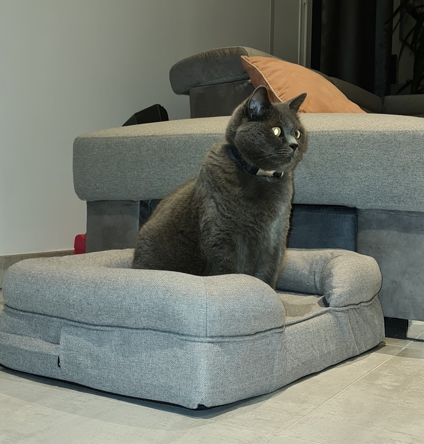 Omlet : J'ai testé le lit à mémoire de forme pour les chats ! - La ...